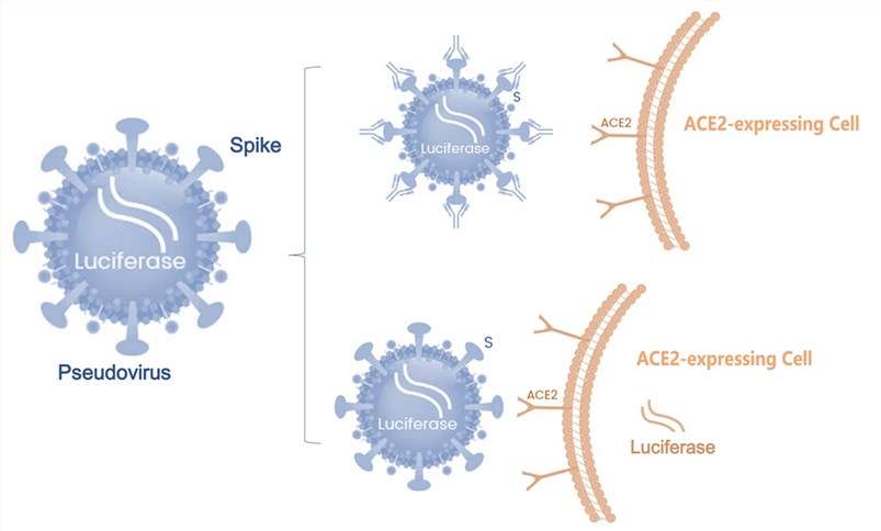 Exosome Cargo Loading - Onealexanews.com