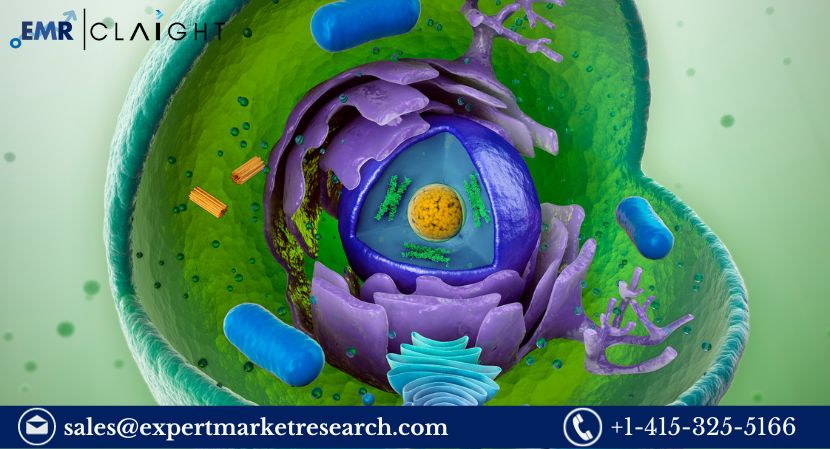 Global Cell Expansion Market Size, Share, Analysis, Report, Forecast ...