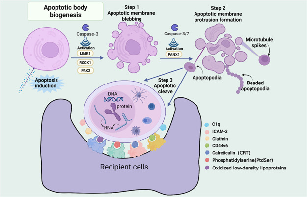 Introduction to Drug Delivery System Based on Apoptotic Body ...